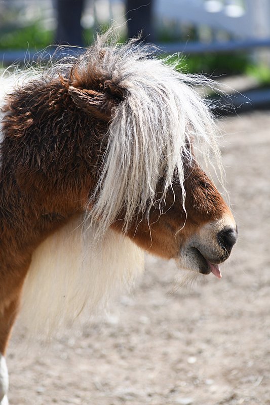 Pony.jpg - Riverhead Photo Club