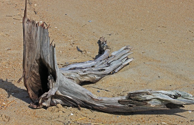 Driftwood.jpg - Riverhead Photo Club